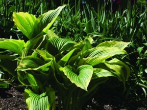 Hosta: plantation et entretien en plein champ, types et variétés, photo ...