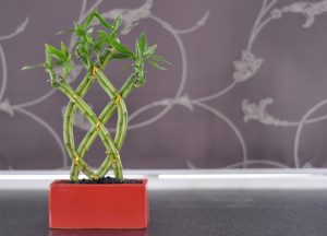 Bambú interior - cuidado en el hogar. Cultivo de bambú en agua y suelo ...