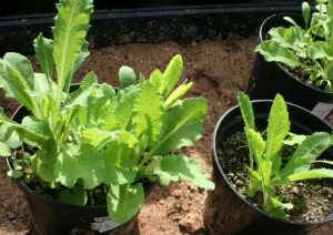 Floare de mac: crește din semințe, tipuri și soiuri cu fotografii ...